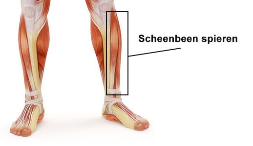 Welke spieren train je met fietsen? + Hoe train je ze?